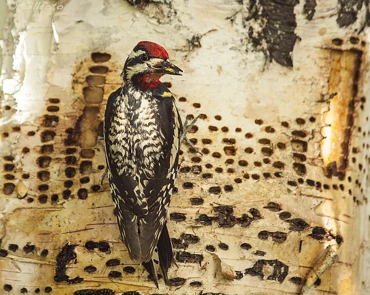 Yellow Bellied Sapsucker Damage