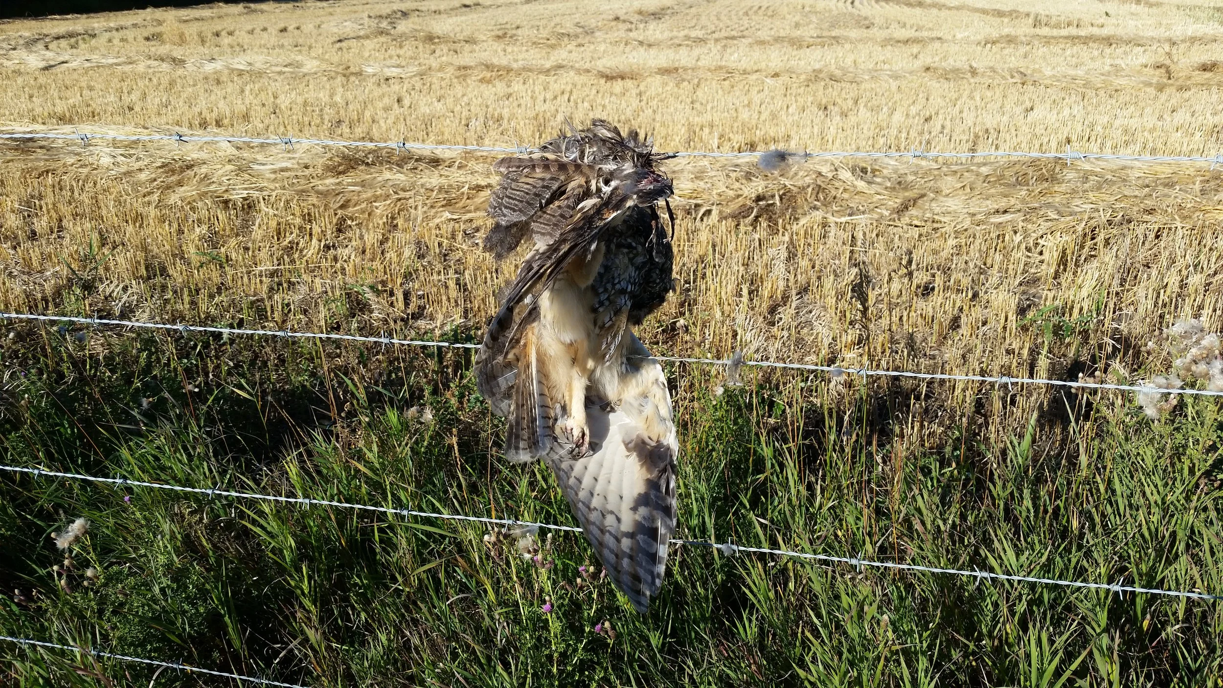 Safe Habitats for Wildlife — Edmonton & Area Land Trust