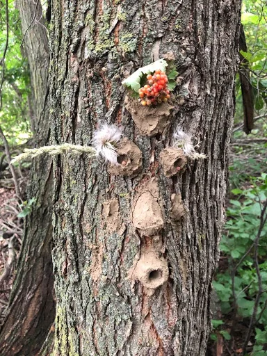 Muddy Bark Faces — Edmonton & Area Land Trust