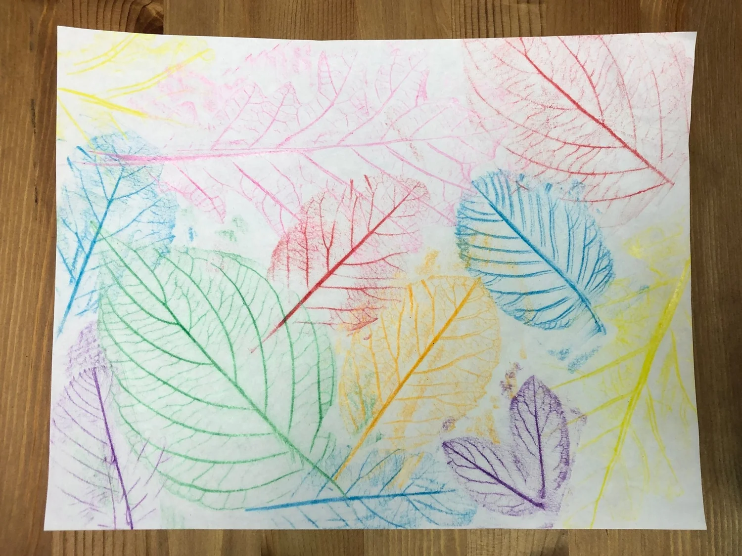 Bark & Leaf Rubbings — Edmonton & Area Land Trust