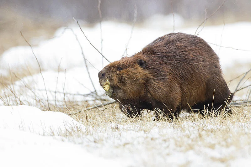 Science Spotlight: Beaver Ingenuity — Edmonton & Area Land Trust
