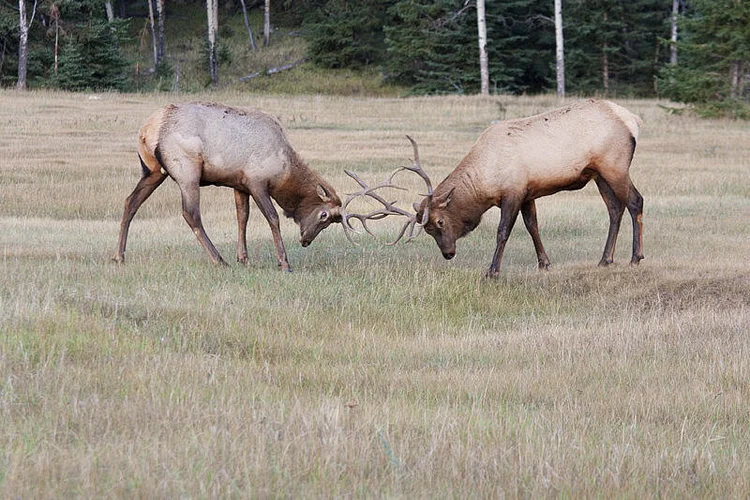 Science Spotlight: All About Ungulates — Edmonton & Area Land Trust