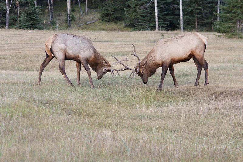 Science Spotlight: All About Ungulates — Edmonton & Area Land Trust
