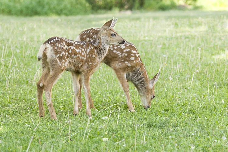 Science Spotlight: All About Ungulates — Edmonton & Area Land Trust