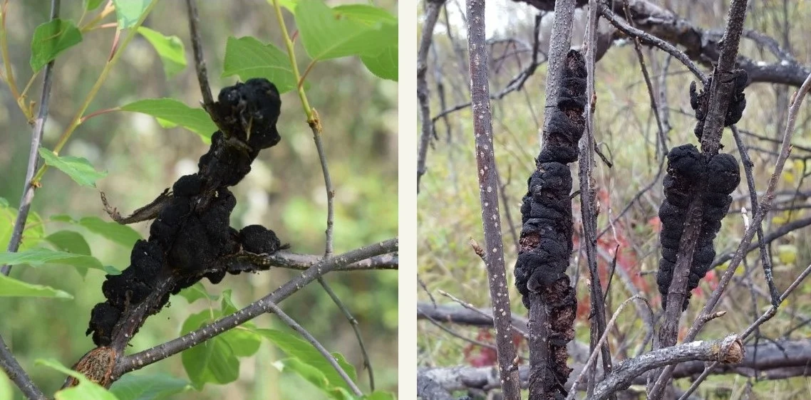 Black Knot: What is it and why do we care? — Edmonton & Area Land Trust
