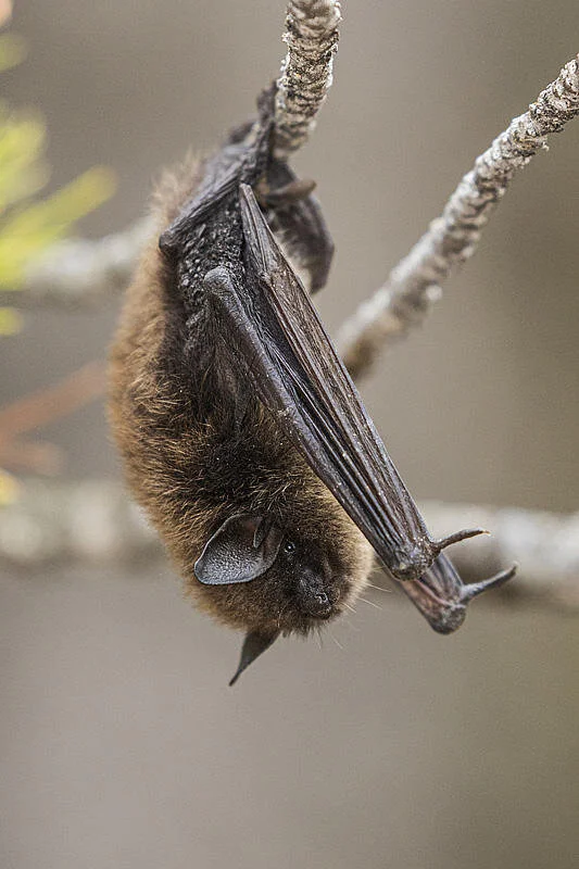 Going Batty at Larch Sanctuary — Edmonton & Area Land Trust