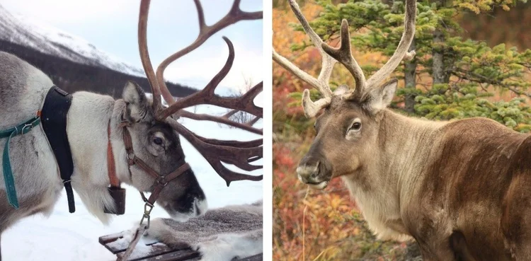 Fun Facts: Reindeer vs. Caribou — Edmonton & Area Land Trust