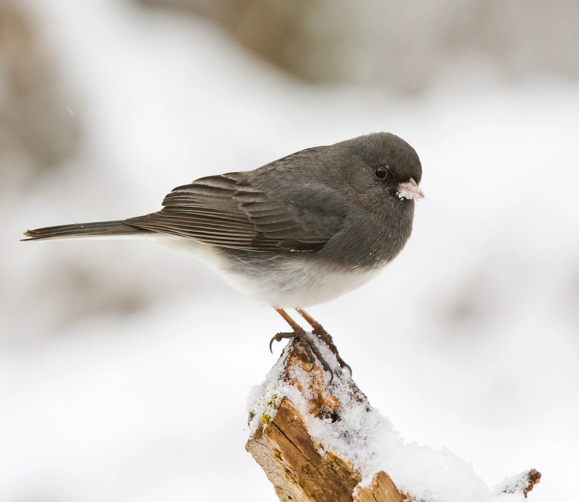 How Birds Keep Warm In a Cold Snap — Edmonton & Area Land Trust