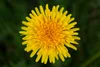 Dandelion Tempura — Edmonton & Area Land Trust