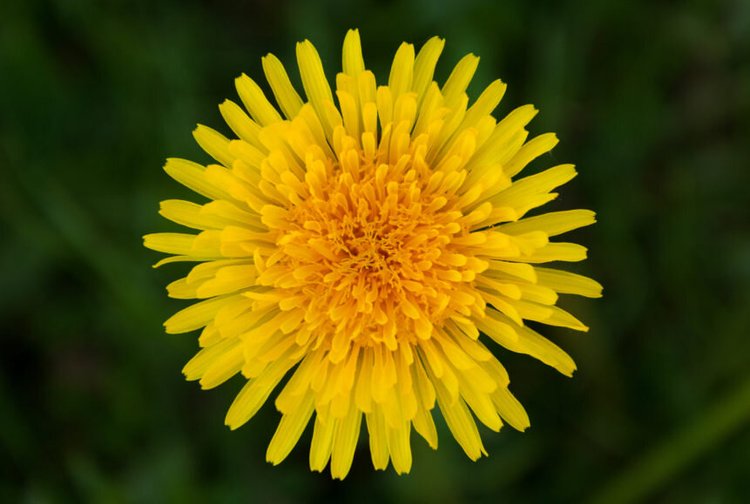 Dandelion Tempura — Edmonton & Area Land Trust