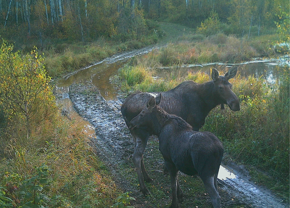 2019 Wildlife Camera Photos — Edmonton & Area Land Trust
