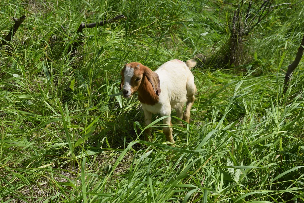 Target Goat Browsing at Pipestone Creek — Edmonton & Area Land Trust