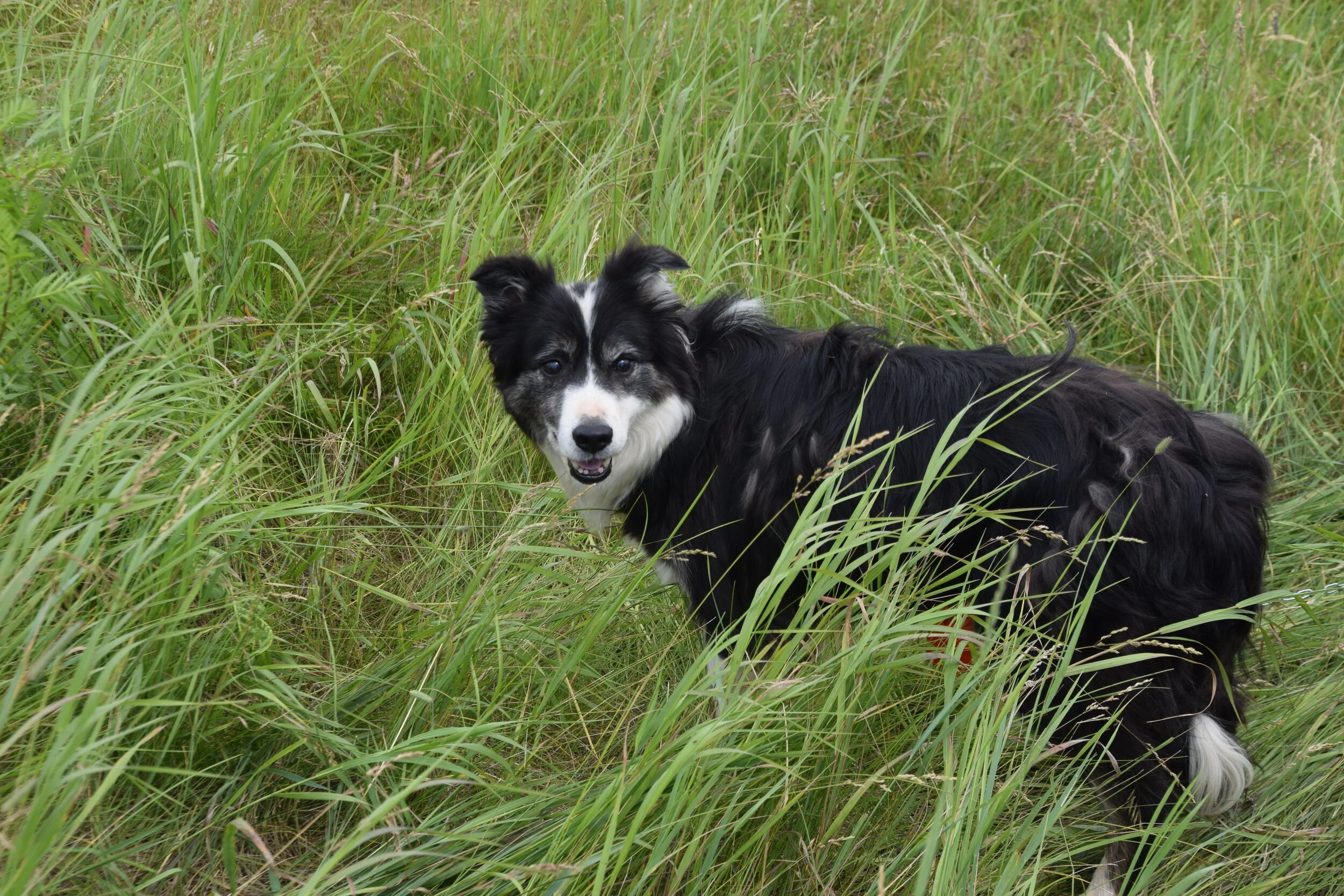 Target Goat Browsing at Pipestone Creek — Edmonton & Area Land Trust