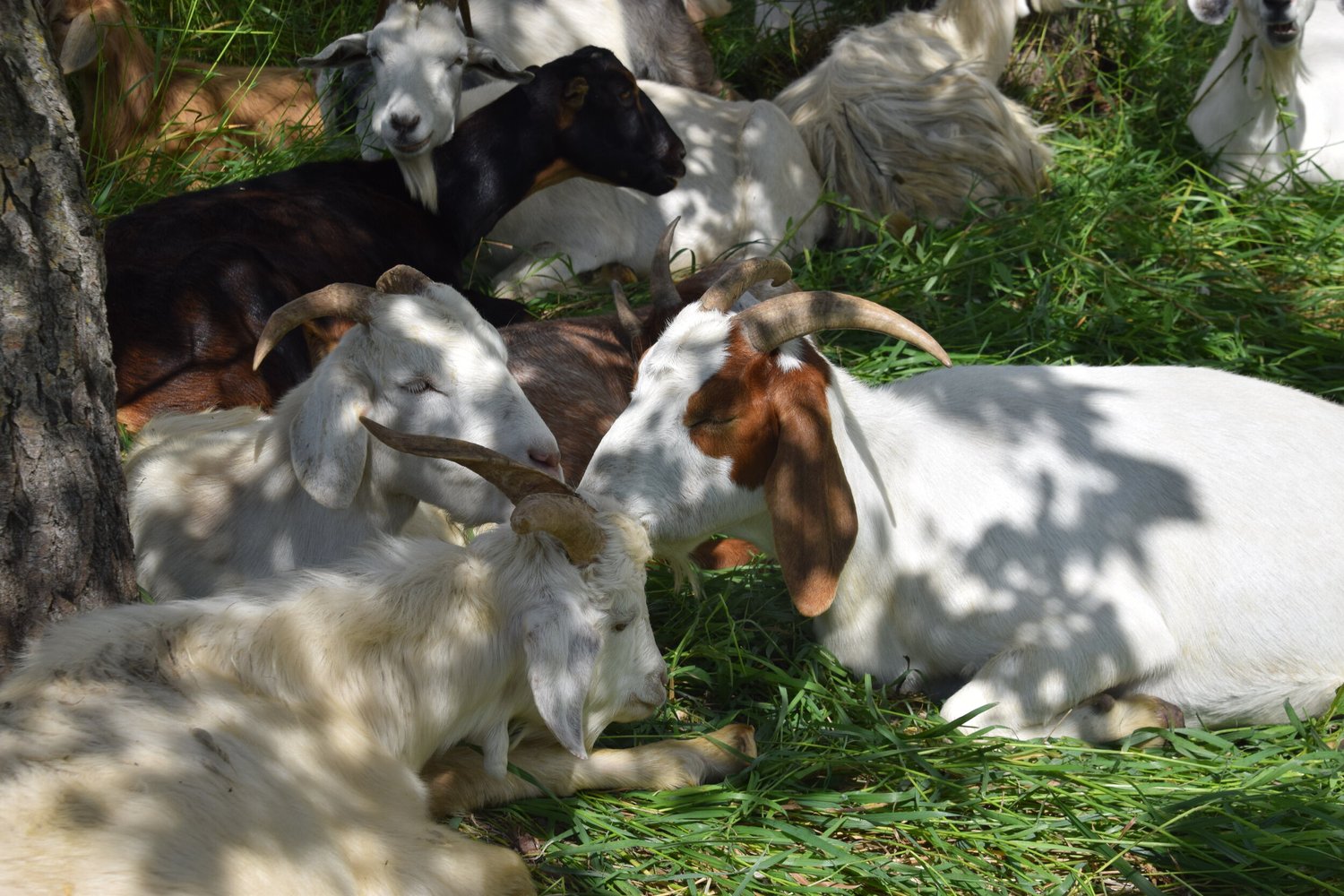 Target Goat Browsing at Pipestone Creek — Edmonton & Area Land Trust