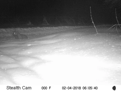 Fun Facts: Weasels and Fishers — Edmonton & Area Land Trust