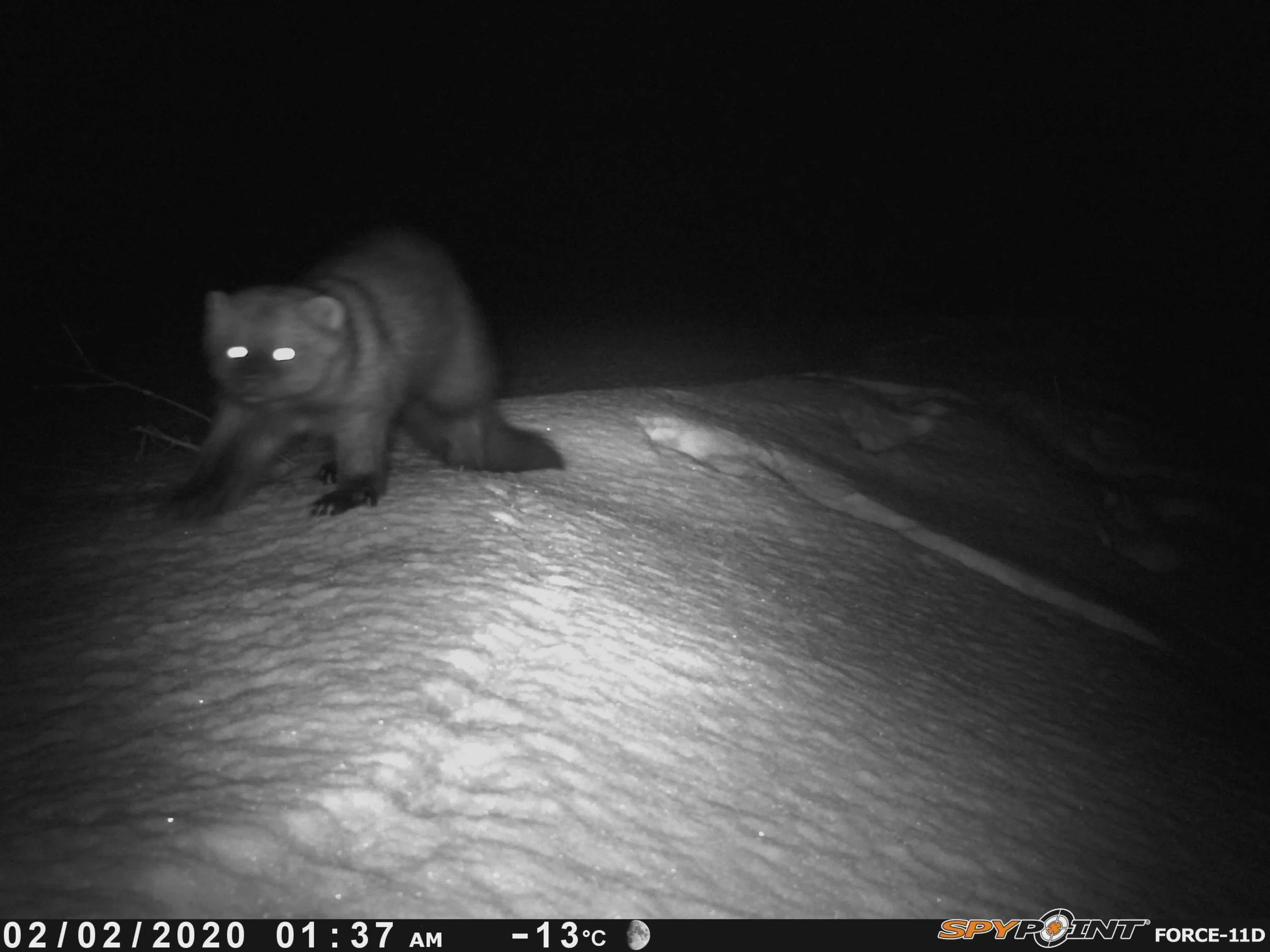 Fun Facts: Weasels and Fishers — Edmonton & Area Land Trust