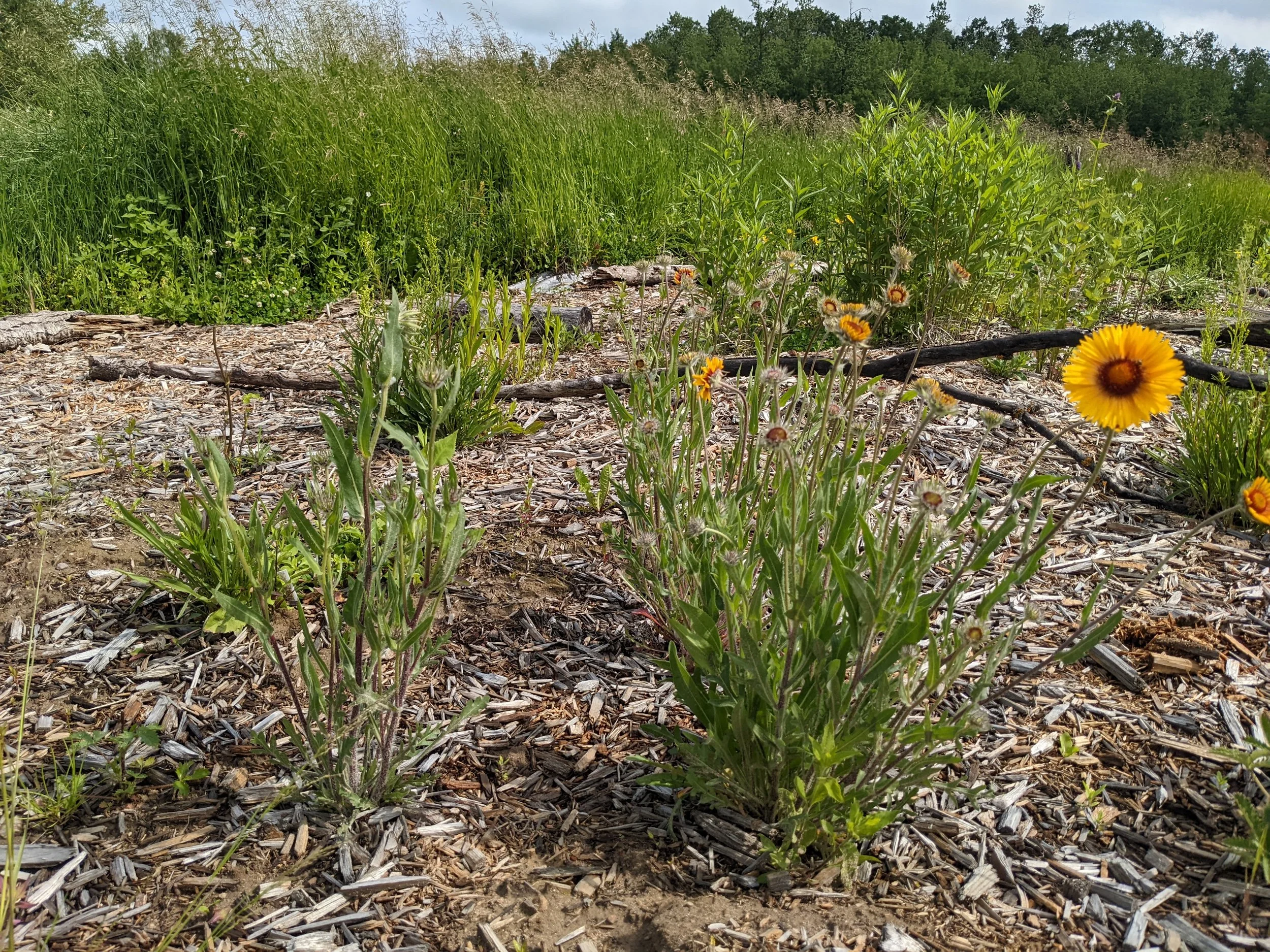 November Field Notes — Edmonton & Area Land Trust