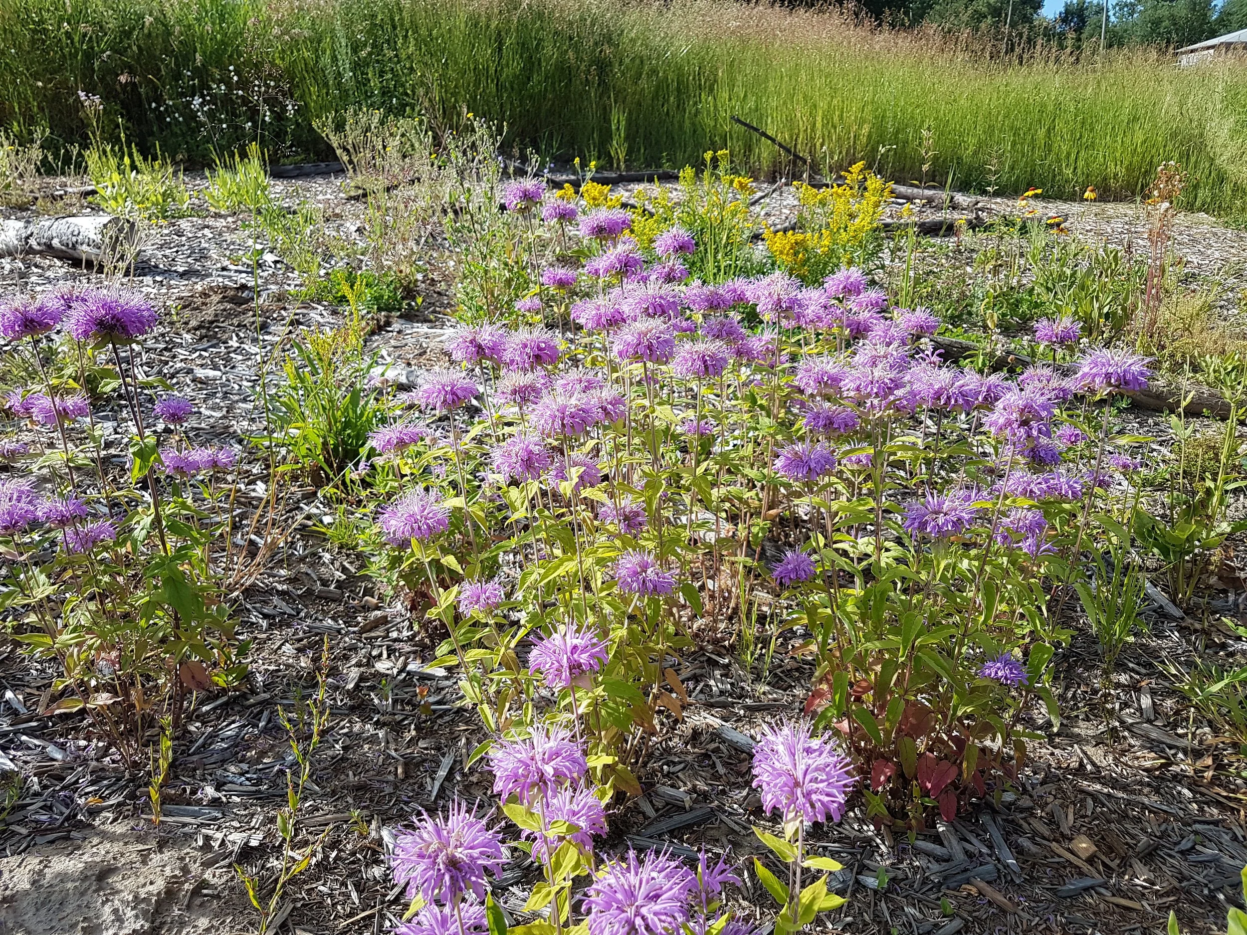 November Field Notes — Edmonton & Area Land Trust