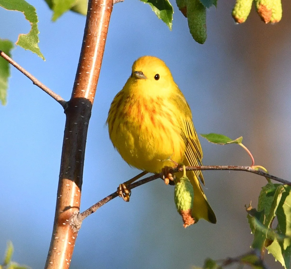 Warblers Bird