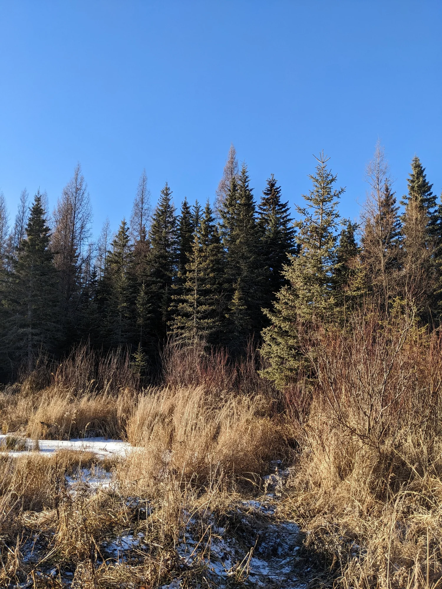 Winter Field Notes — Edmonton & Area Land Trust
