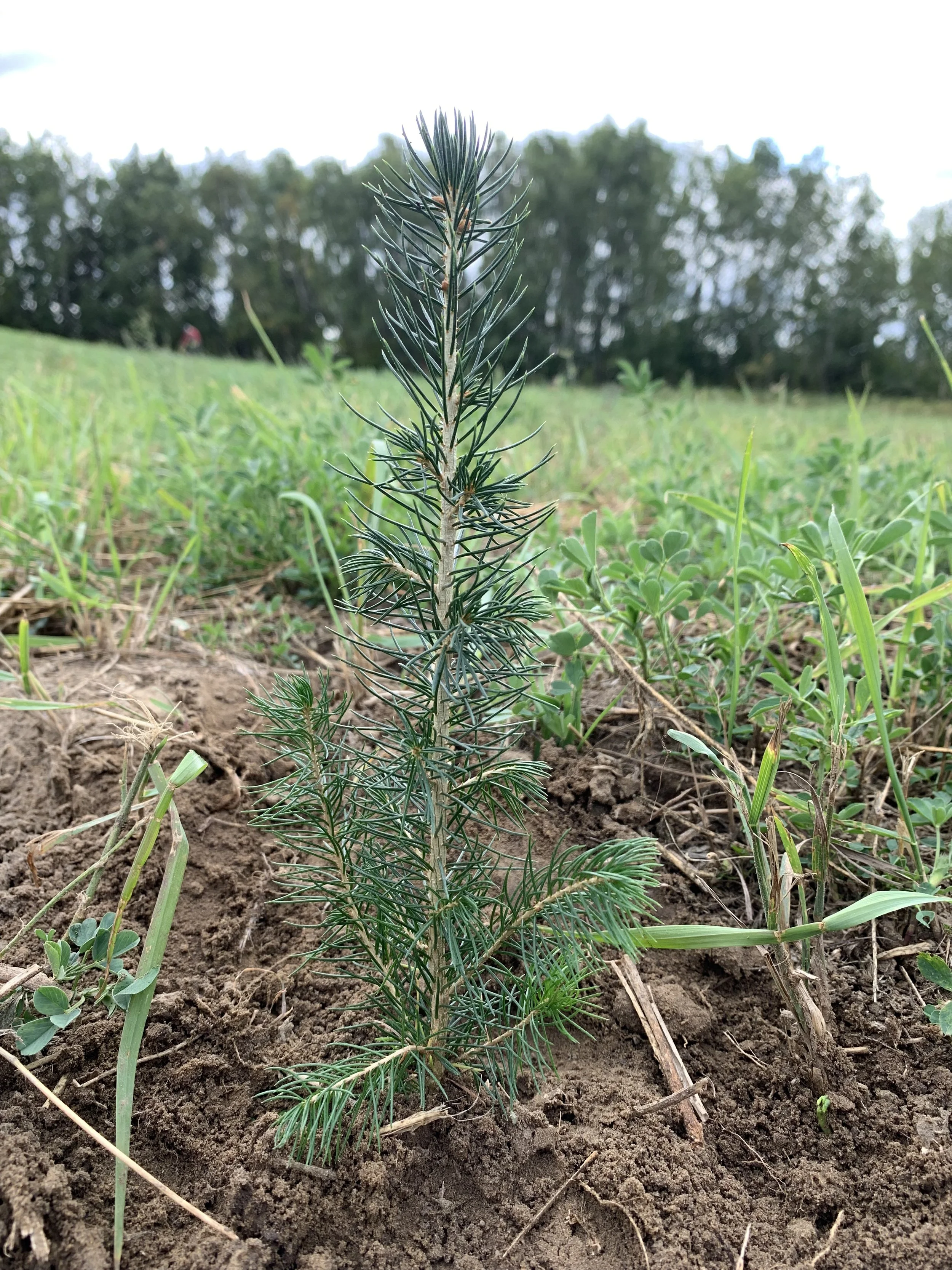 Tree Planting by the North Saskatchewan River — Edmonton & Area Land Trust