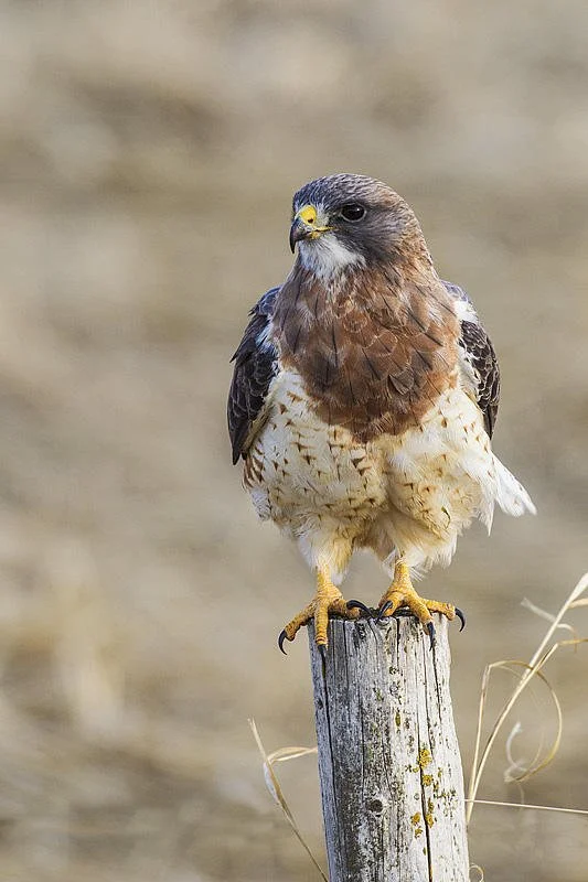 Fun Facts: Hawks of the Open Field — Edmonton & Area Land Trust