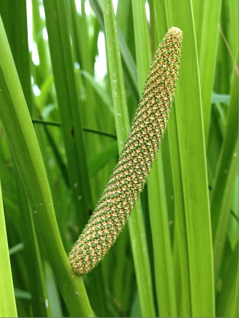 Fun Facts: Wetland Plants — Edmonton & Area Land Trust