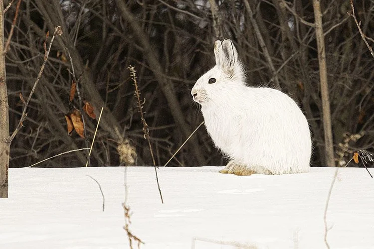 Snowshoe Hare — Edmonton & Area Land Trust