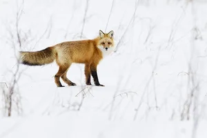 Red Fox — Edmonton & Area Land Trust