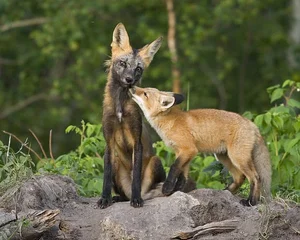 Red Fox — Edmonton & Area Land Trust