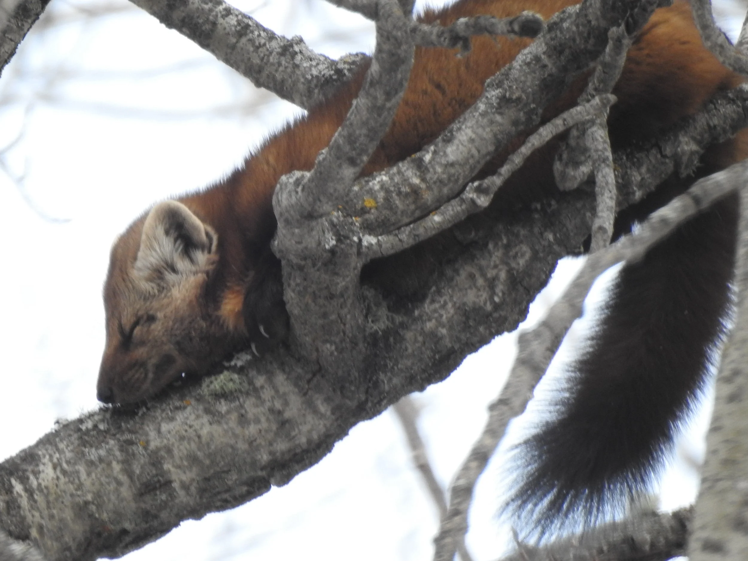 Fun Facts: American Marten — Edmonton & Area Land Trust