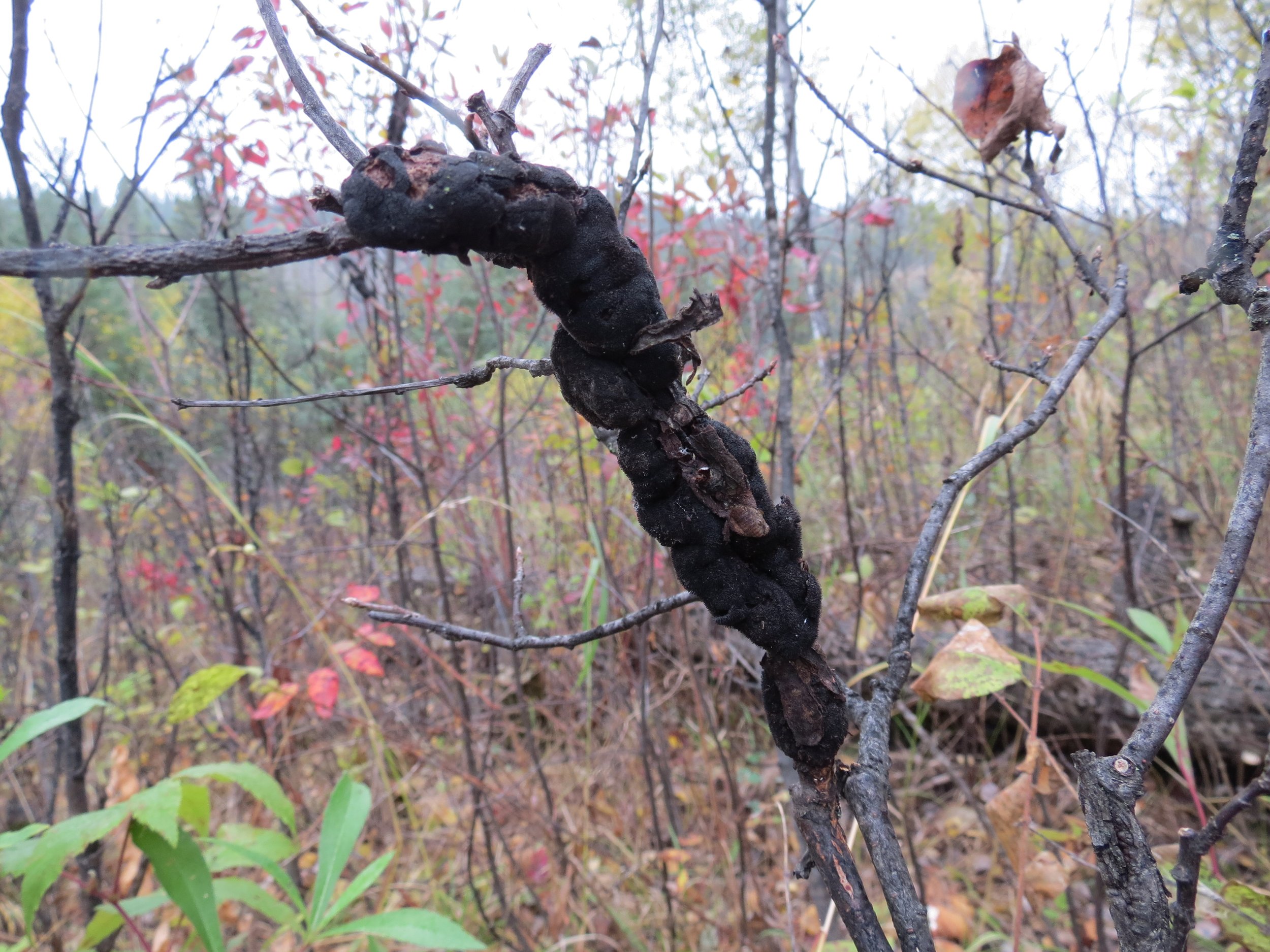 Science Spotlight: Black Knot — Edmonton & Area Land Trust