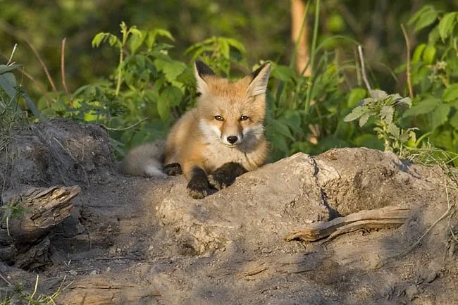 Red Fox — Edmonton & Area Land Trust