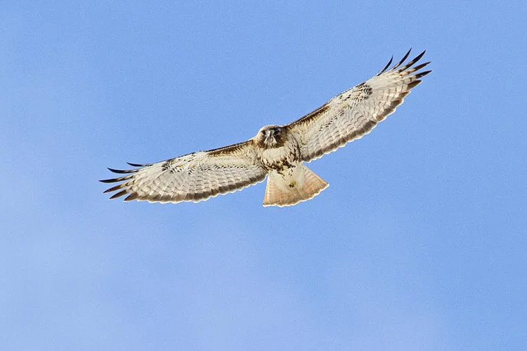 Fun Facts: Hawks of the Open Field — Edmonton & Area Land Trust
