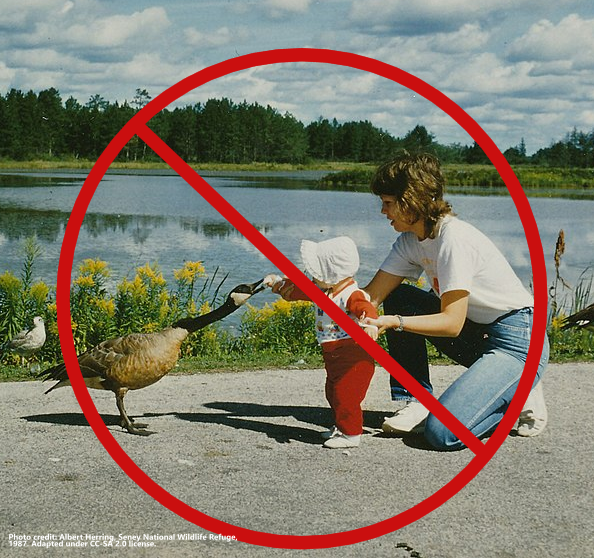 Fun Facts: Staying Safe Around Large Mammals — Edmonton & Area Land Trust