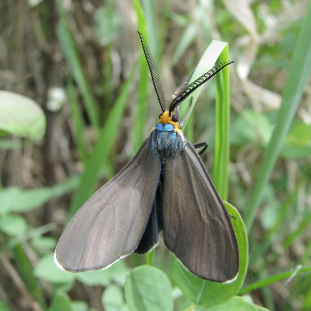 Happy National Moth Week! — Edmonton & Area Land Trust