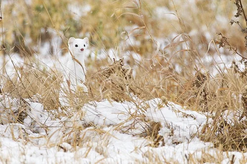 Long-Tailed Weasel — Edmonton & Area Land Trust