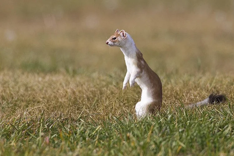 Long-Tailed Weasel — Edmonton & Area Land Trust