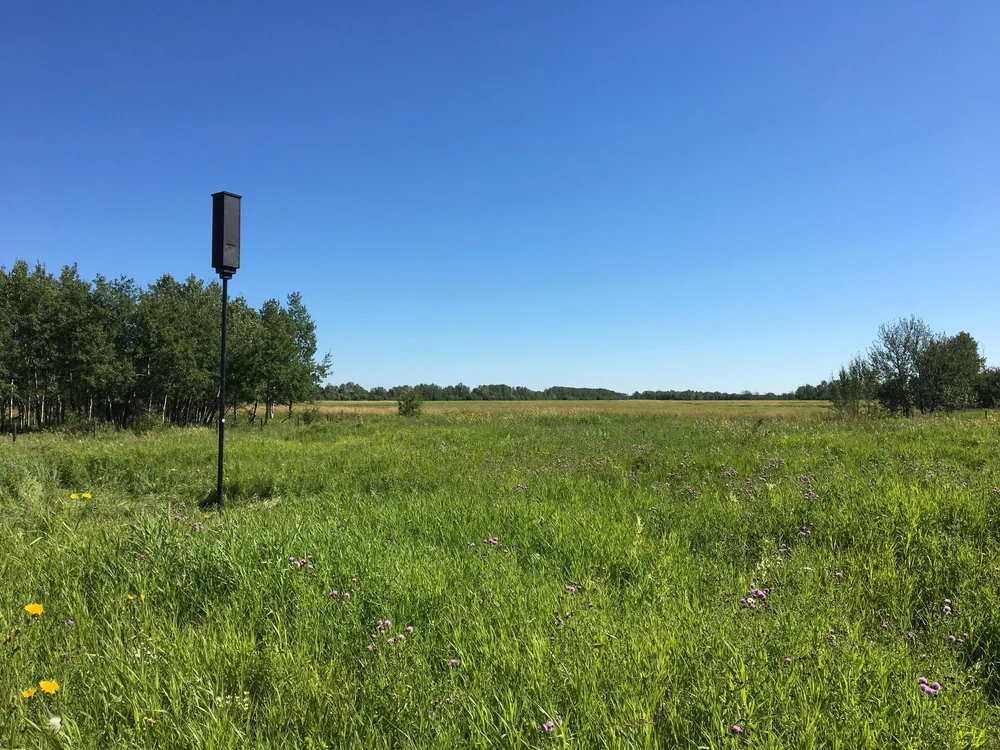 Goats Helping Bats - How Does That Work? — Edmonton & Area Land Trust
