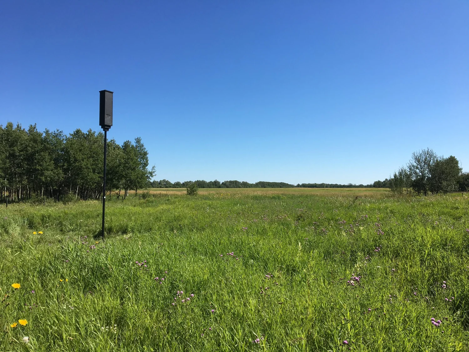 Goats Helping Bats - How Does That Work? — Edmonton & Area Land Trust