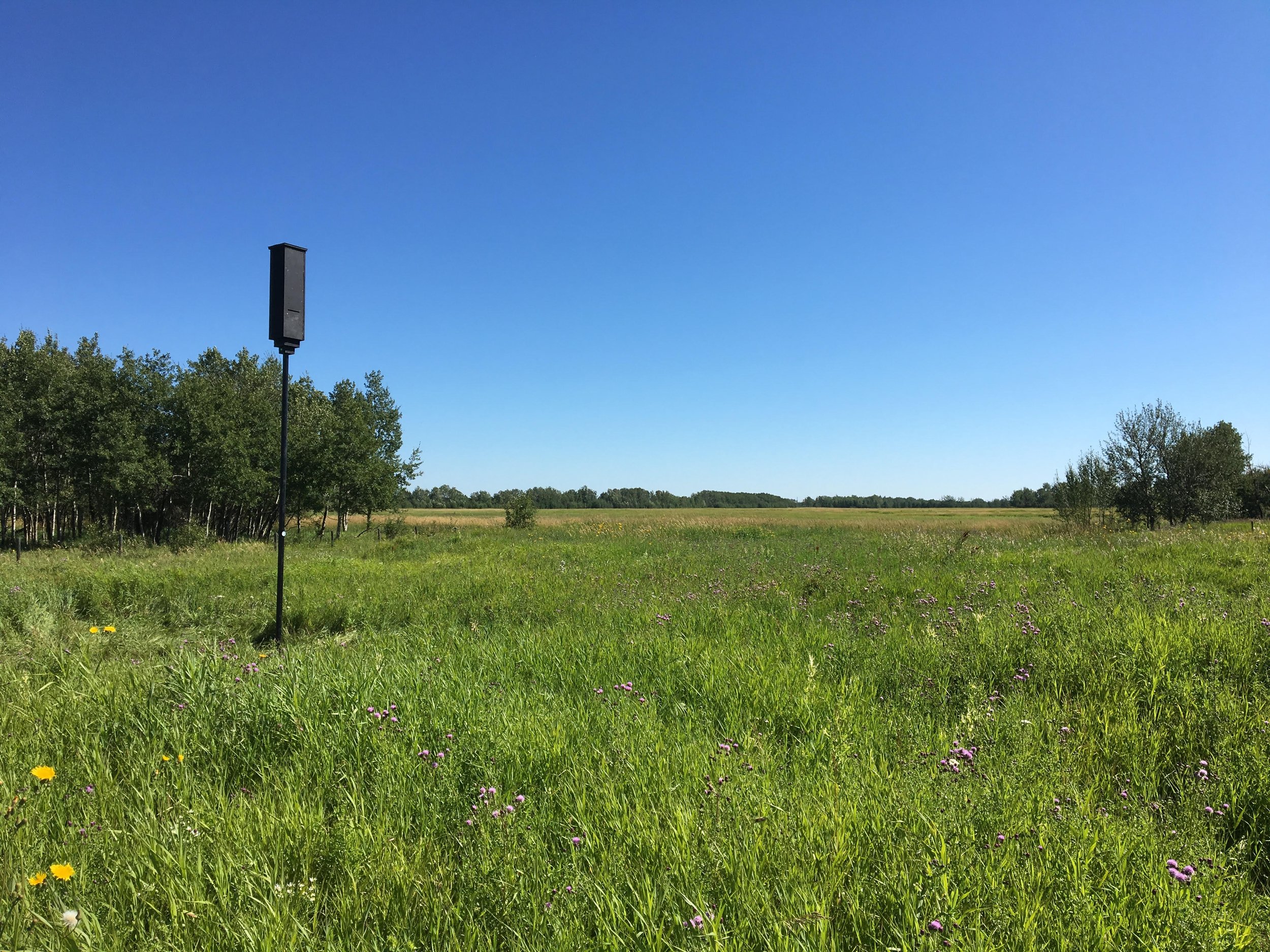 Goats Helping Bats - How Does That Work? — Edmonton & Area Land Trust