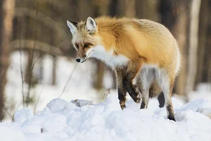 Red Fox — Edmonton & Area Land Trust