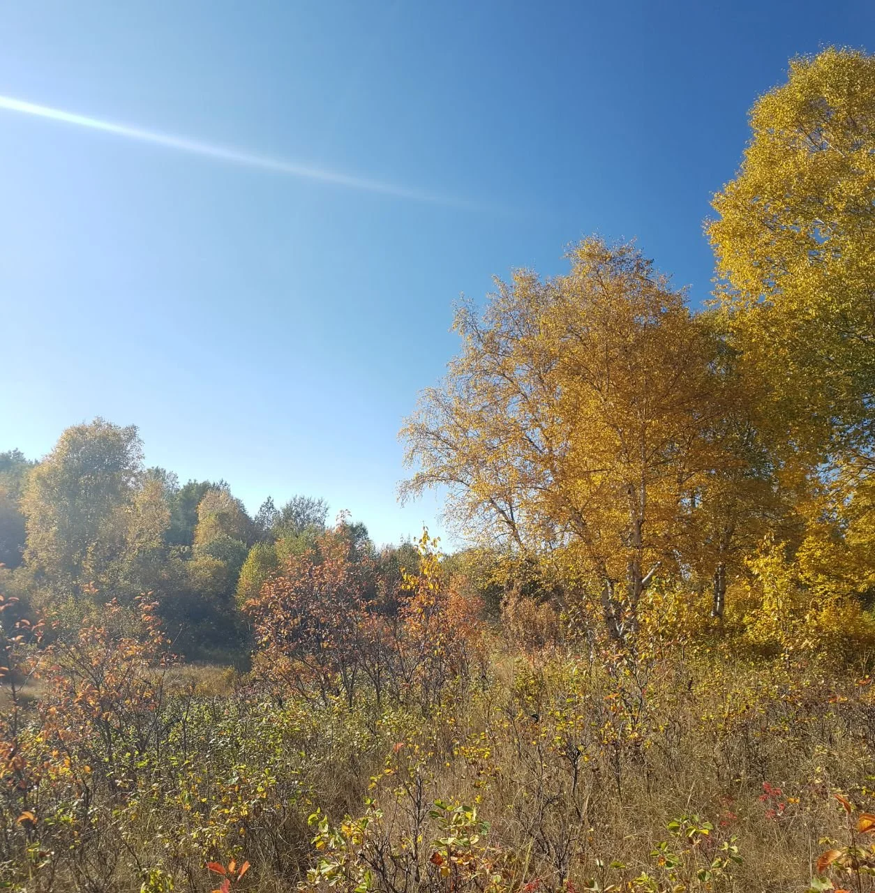 Special Feature: Edmonton Native Plant Society — Edmonton & Area Land Trust