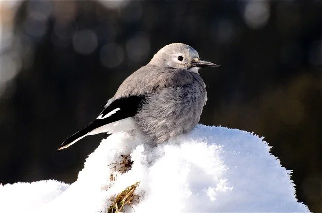 How Birds Keep Warm In a Cold Snap — Edmonton & Area Land Trust