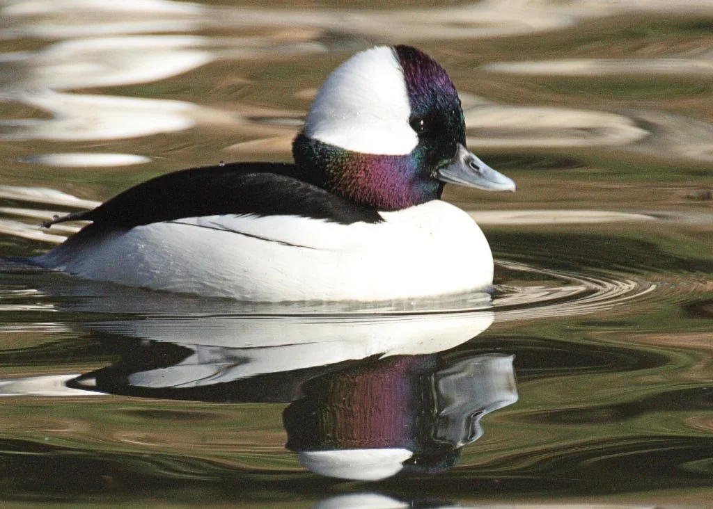 Fun Facts: Dabblers and Deep Divers — Edmonton & Area Land Trust