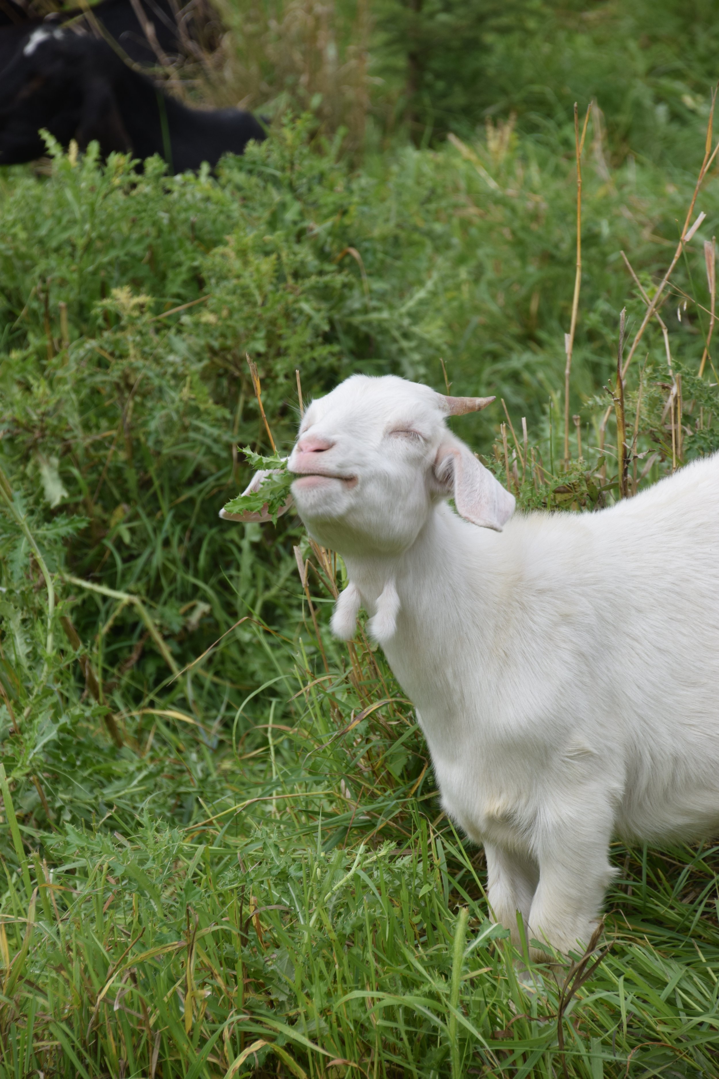 Goats Helping Bats - How Does That Work? — Edmonton & Area Land Trust
