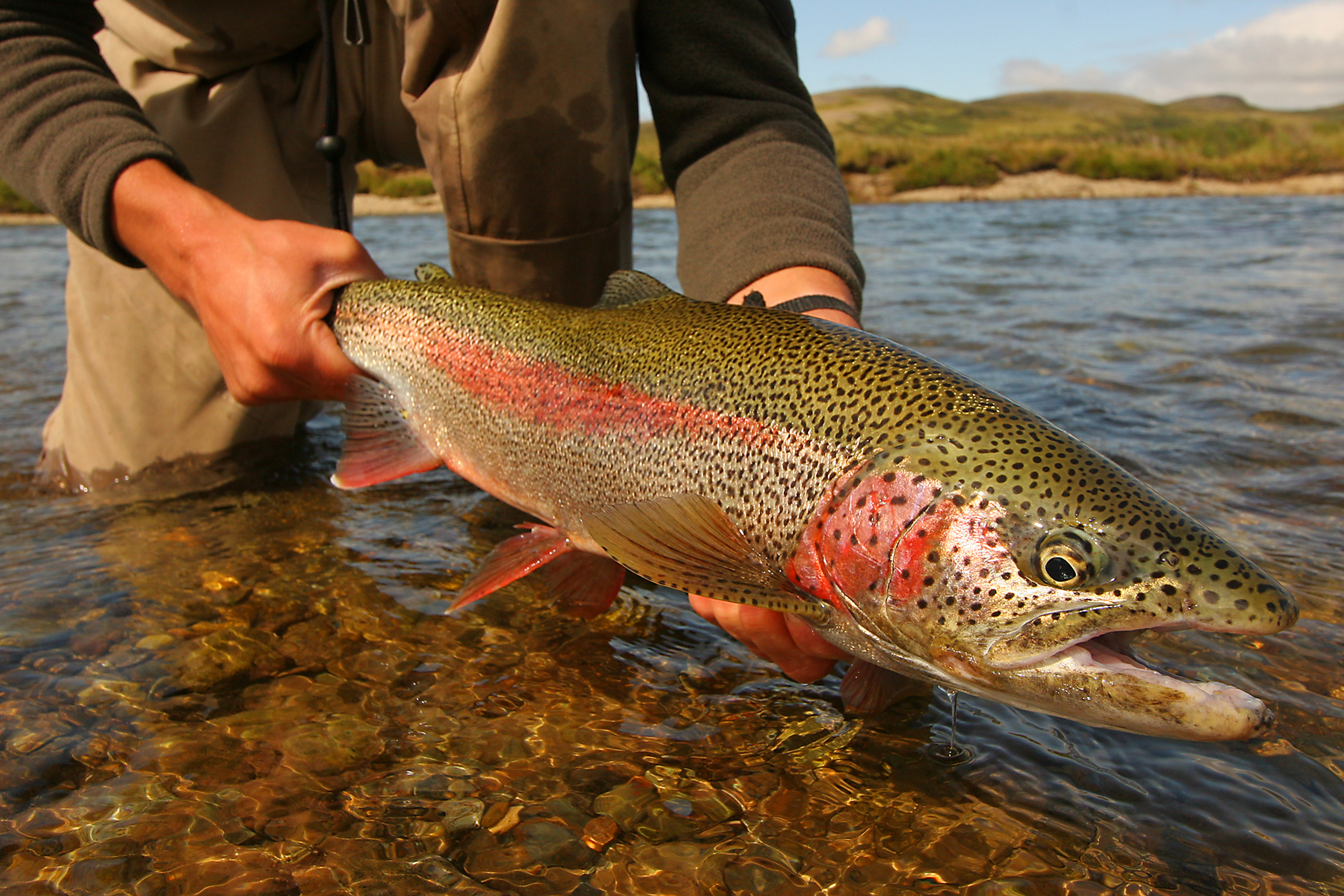 Alaska Fly Anglers -Alaska Fly Fishing