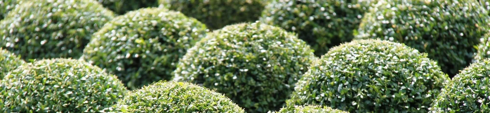 Topiary Balls & Topiary Domes — Crown Topiary