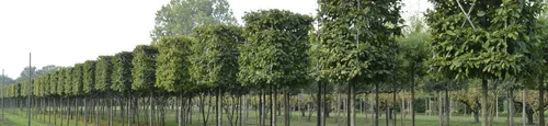 Topiary Boxhead trees instant screening hedge on stilts — Crown Topiary