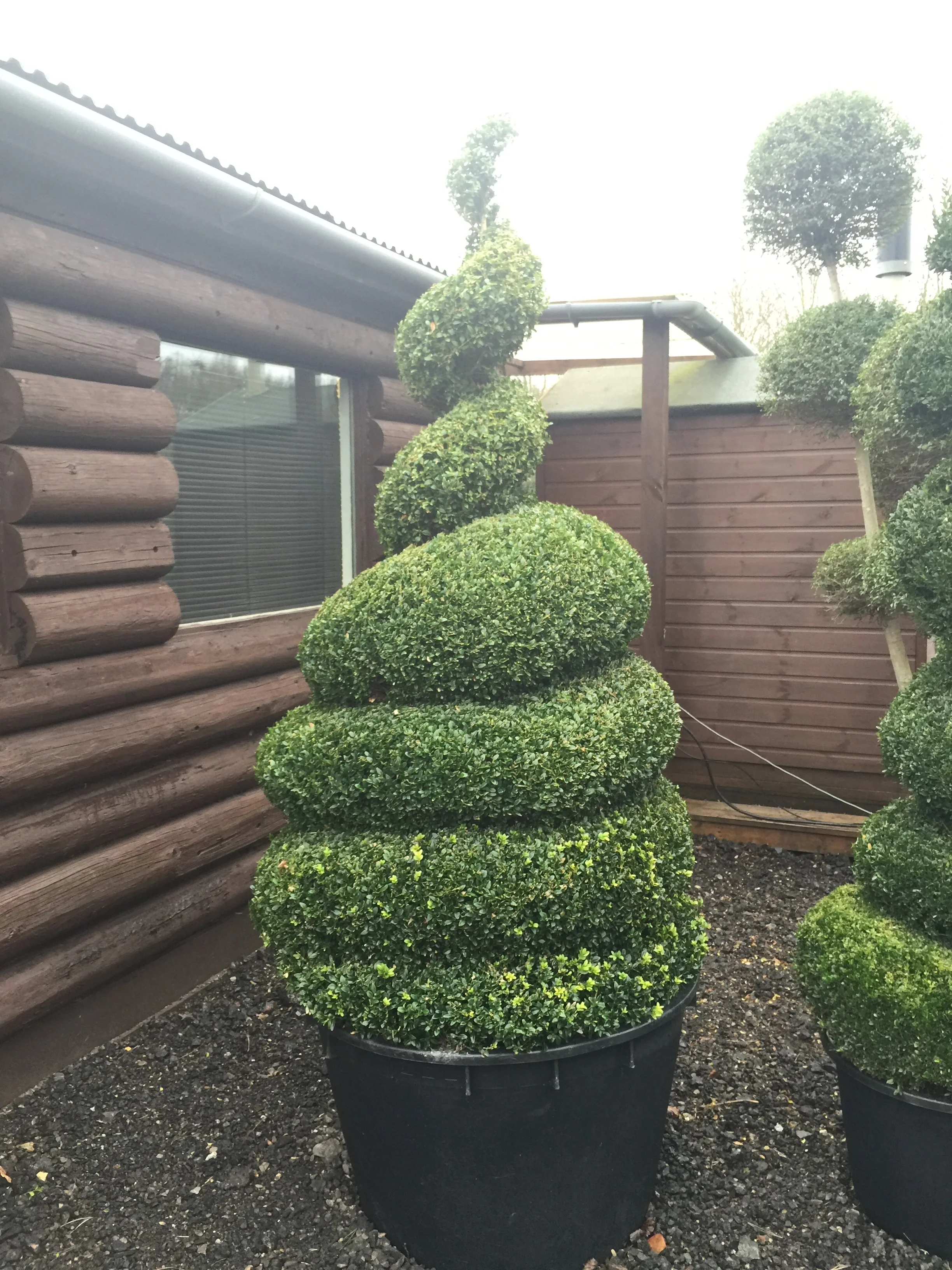 Topiary Spirals — Crown Topiary, Topiary Trees, UK, London